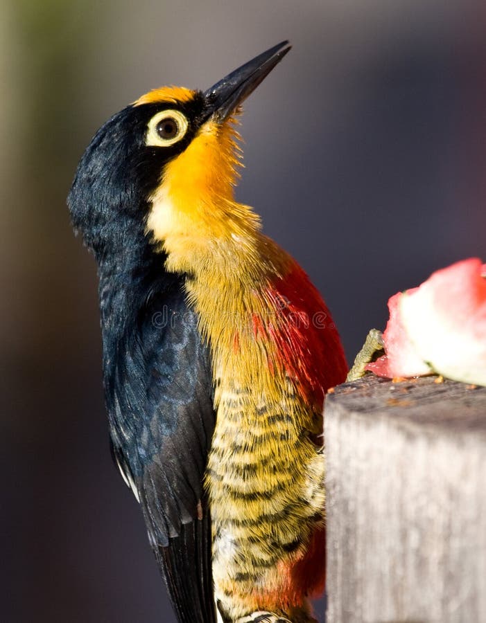 Yellow-fronted Woodpecker, Melanerpes Flavifrons Stock Image - Image of ...