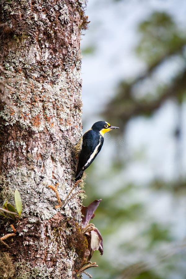 Yellow Fronted Woodpecker Stock Photos - Free & Royalty-Free Stock ...