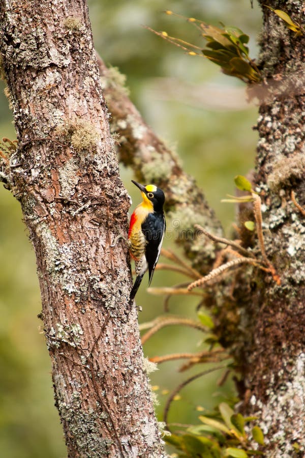 Yellow Fronted Woodpecker Stock Photos - Free & Royalty-Free Stock ...