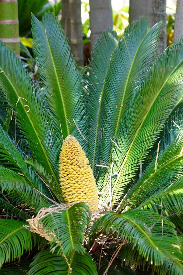 271 Sago Palm Fruit Stock Photos - Free & Royalty-Free Stock Photos ...