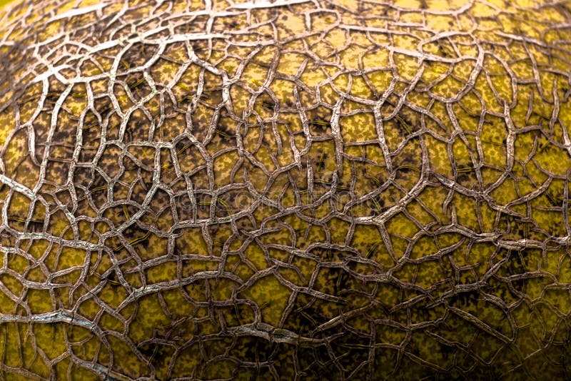 Yellow Fruit with Cracked Crust Stock Image - Image of abstraction ...