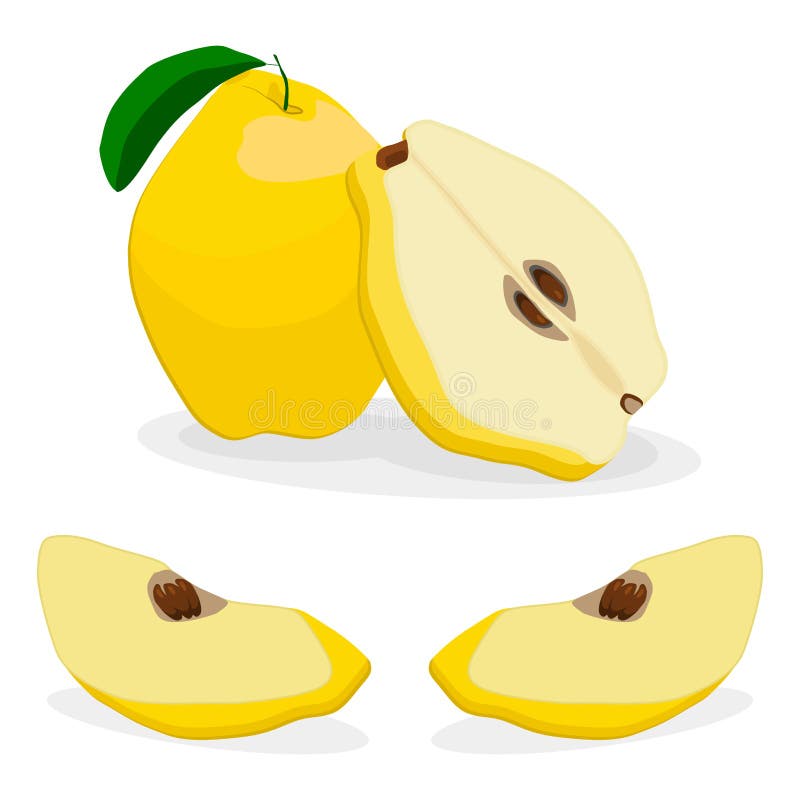 Yellow fruit quince stock vector. Illustration of edible - 89243054