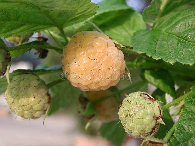 Fresh Fruit of Rubus Idaeus Stock Image - Image of rosaceae ...