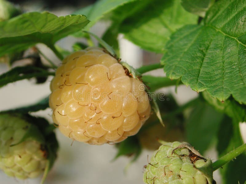 Fresh Fruit of Rubus Idaeus Stock Photo - Image of branch, berries ...