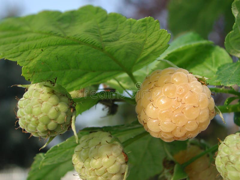 Fresh Fruit of Rubus Idaeus Stock Photo - Image of ripe, nature: 128951222