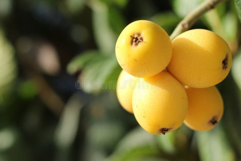 Yellow Fruit. Spring Scene. Stock Photo - Image of color, orange: 116768570