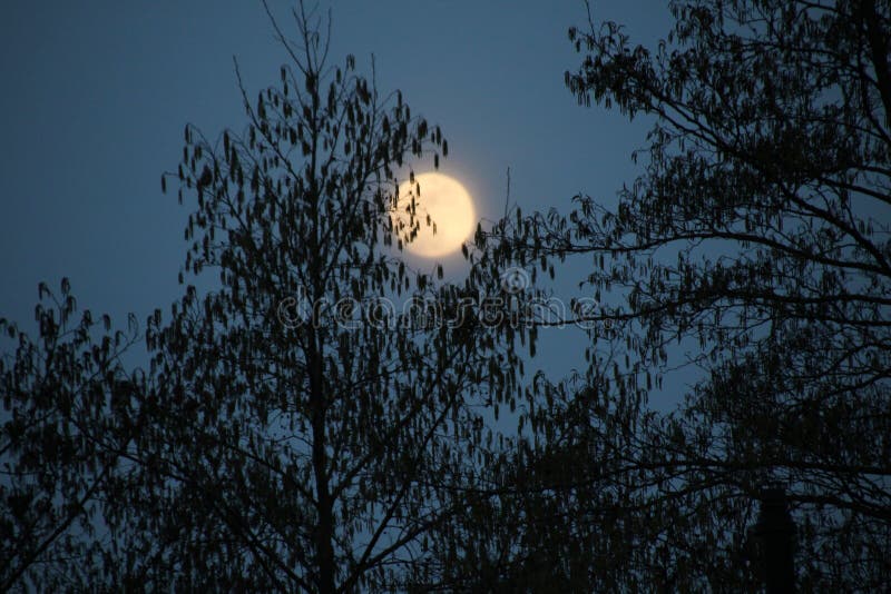 Yellow Full Moon and Tree Silhouettes at Night Stock Photo - Image of ...