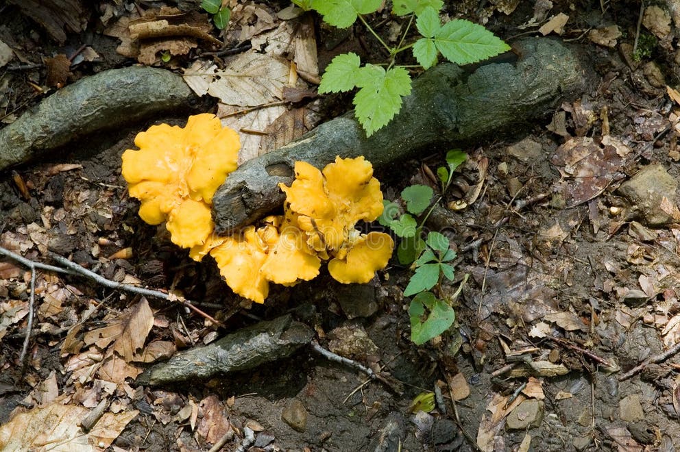 Yellow Fungus stock photo. Image of root, dirt, detail - 1030602