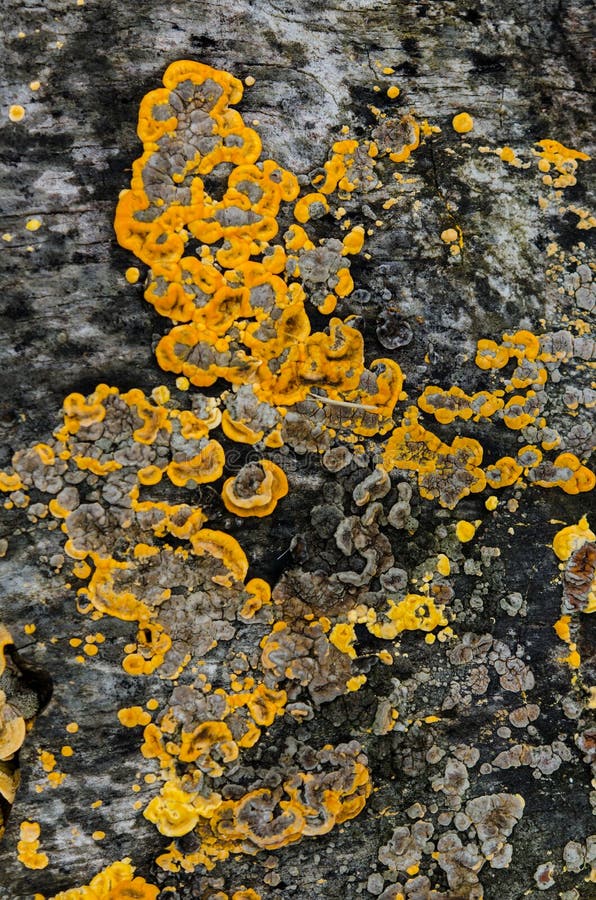 Yellow Fungus on Tree Stump Stock Image - Image of fungi, outside: 44023137