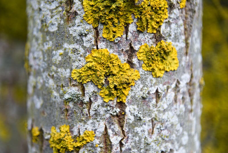 Yellow Fungus on the Trunk of an Old Tree Stock Photo - Image of branch ...