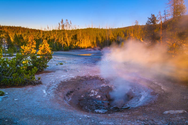Yellow funnel Spring stock photo. Image of national, colorful - 34087304