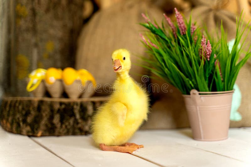 Yellow Funny Duckling Looks into the Frame Stock Image - Image of ...