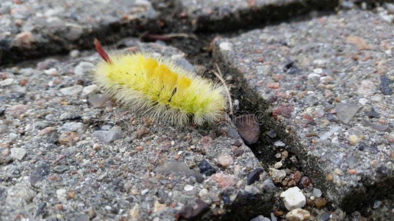 Yellow furry caterpillar stock image. Image of insect - 44365467