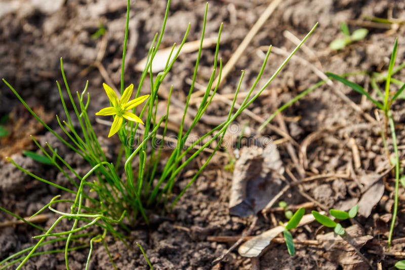 Yellow Gagea Flower in Forest at Spring Stock Photo - Image of lawn ...