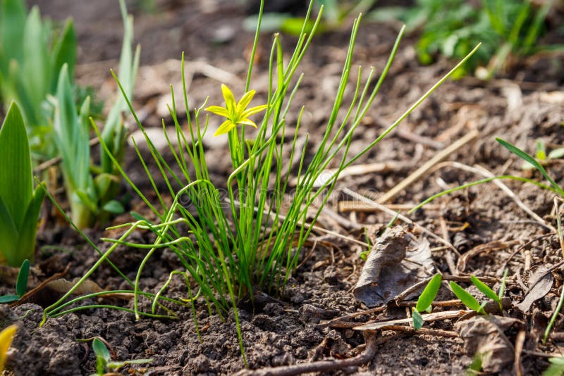 Yellow Gagea Flower in Forest at Spring Stock Photo - Image of grass ...