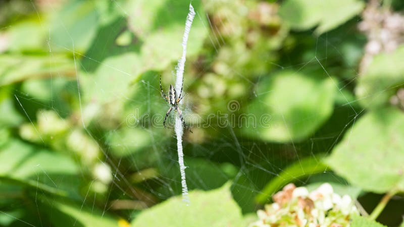 Yellow Garden, Banana, Orb, or Writing Spider Weaving on Its Web Stock ...
