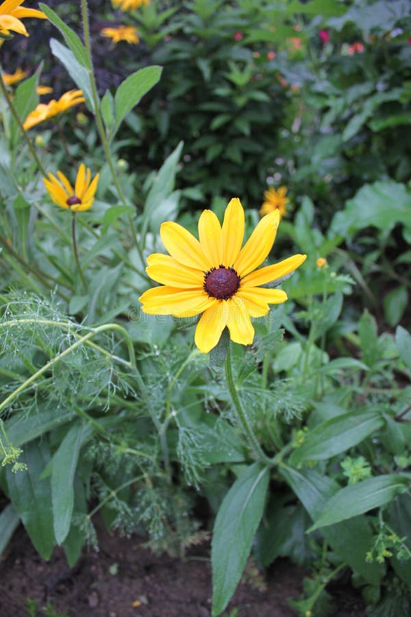 Yellow garden daisies stock photo. Image of bush, alley - 96252934