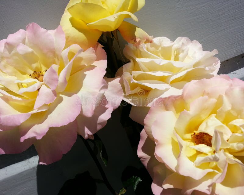 Yellow Garden Roses stock photo. Image of pacificnorthwest - 96537714