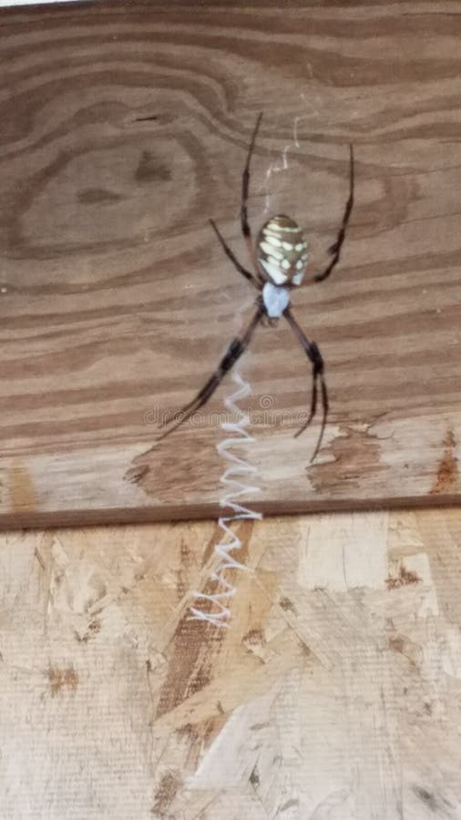 Yellow garden spider big stock image. Image of spider - 161023437