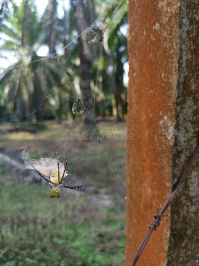 Yellow Garden Spider and the Egg Sac Hanging on the Web. Stock Photo ...