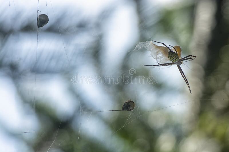 Yellow Garden Spider and the Egg Sac Hanging on the Web. Stock Image ...