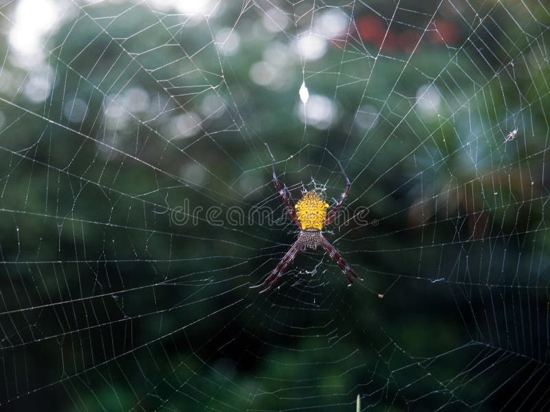 Yellow Garden Spider stock photo. Image of maui, insect - 45509688