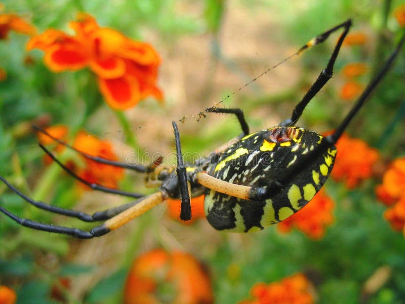 Spider on a flower stock photo. Image of arthropod, close - 132366804