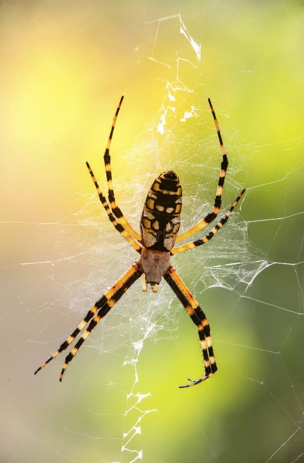 Yellow garden spider stock photo. Image of live, angle - 168338300