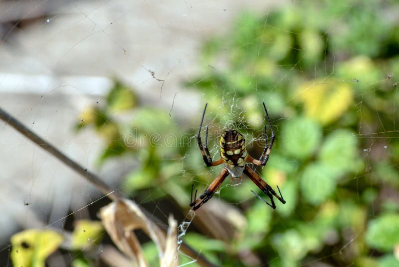 Yellow Garden Spider on a Thin Web Stock Photo - Image of wild, insect ...