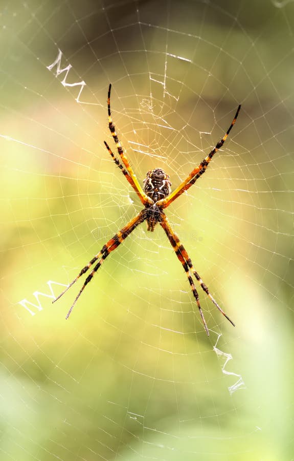 Yellow garden spider stock image. Image of golden, create - 168338617
