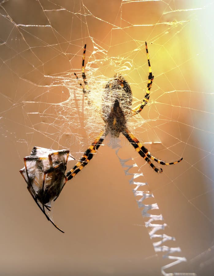 Yellow garden spider stock image. Image of spider, wrap - 168338713