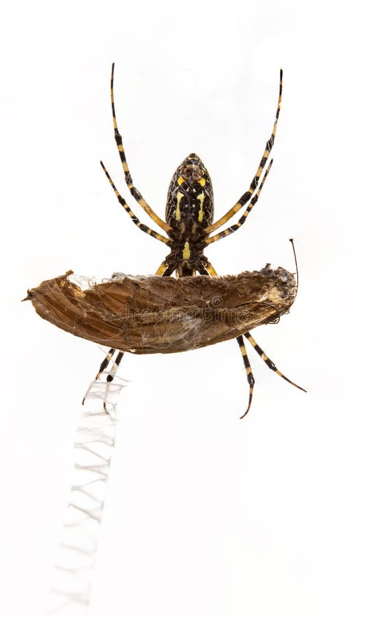 Yellow garden spider stock image. Image of food, angle - 168338627