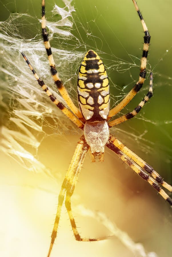 Yellow garden spider stock photo. Image of spiders, golden - 168338830