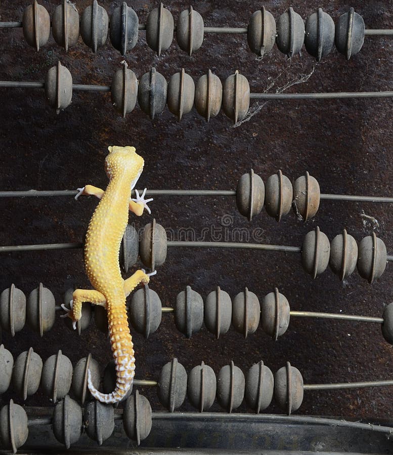 Yellow gecko stock photo. Image of animal, ominvore, wildlife - 25751242