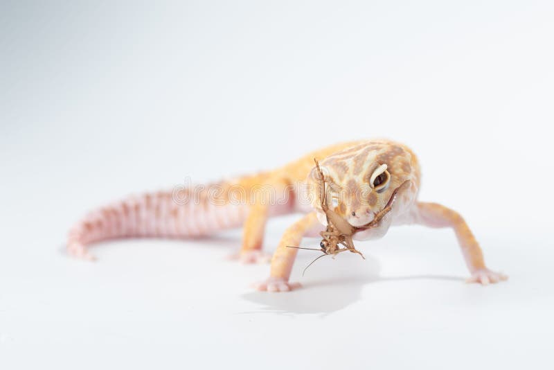 Leopard Gecko Hunting Stock Photos - Free & Royalty-Free Stock Photos ...