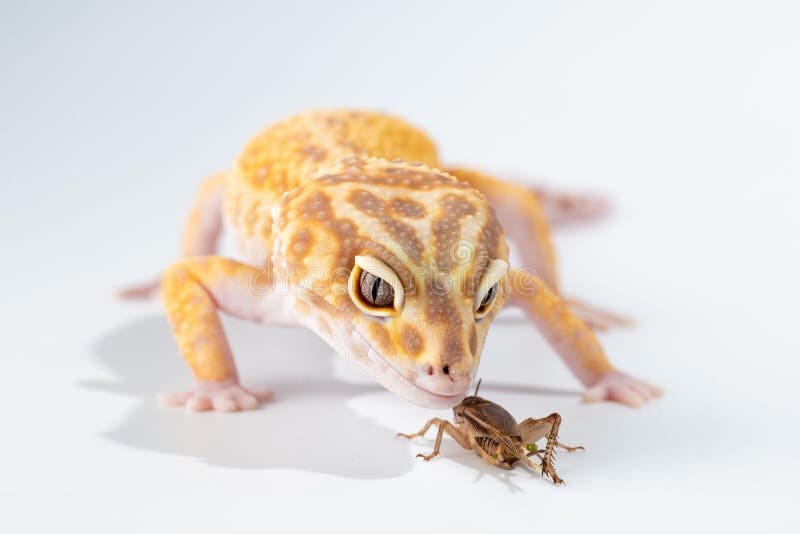 Leopard Gecko Hunting Stock Photos - Free & Royalty-Free Stock Photos ...