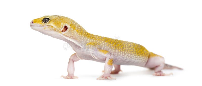 Yellow gecko on mossy rock stock image. Image of wildlife - 262803113