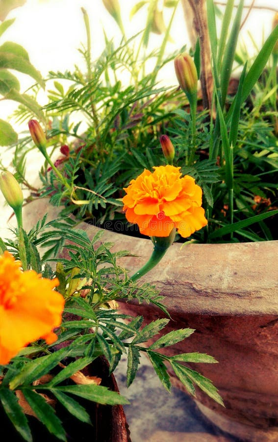 Yellow flower stock image. Image of genda, garden, flower - 103057197