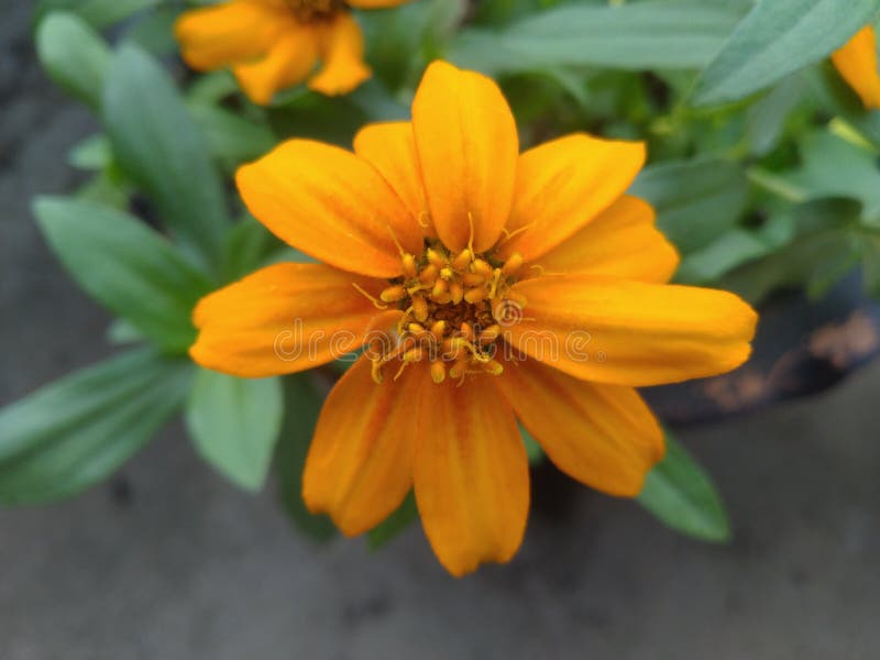 Genia Stock Photos - Free & Royalty-Free Stock Photos from Dreamstime