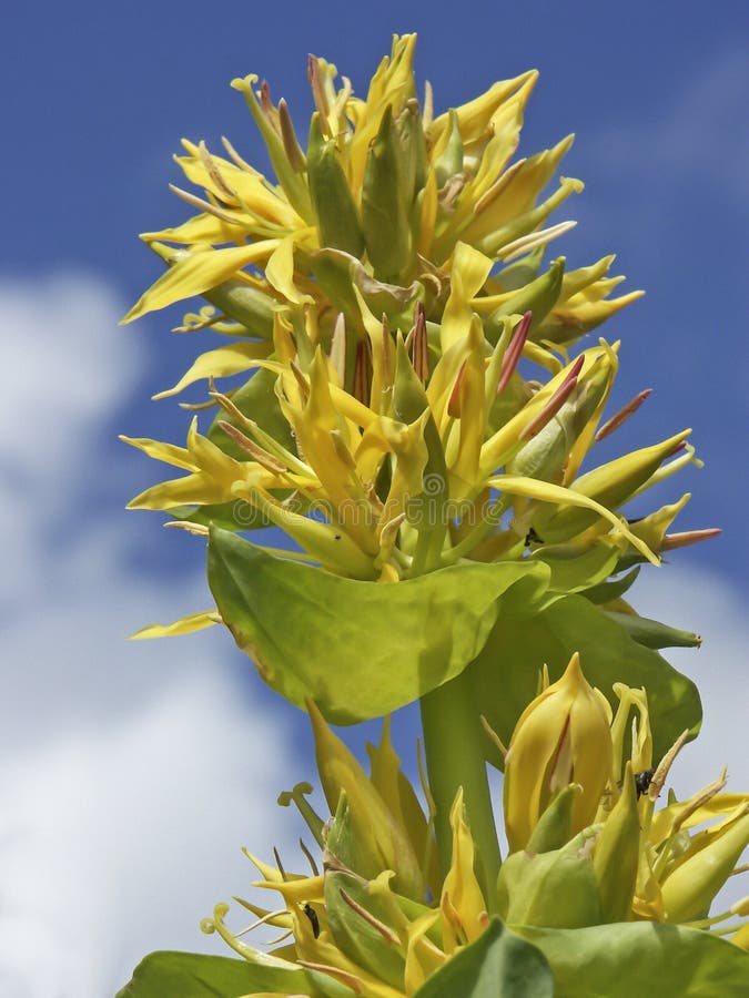 Yellow Gentian, Gentianae Radix Stock Image - Image of gentianaceae ...