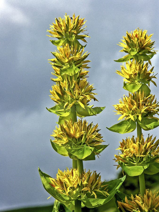 Yellow Gentian, Gentianae Radix Stock Image - Image of gentianaceae ...
