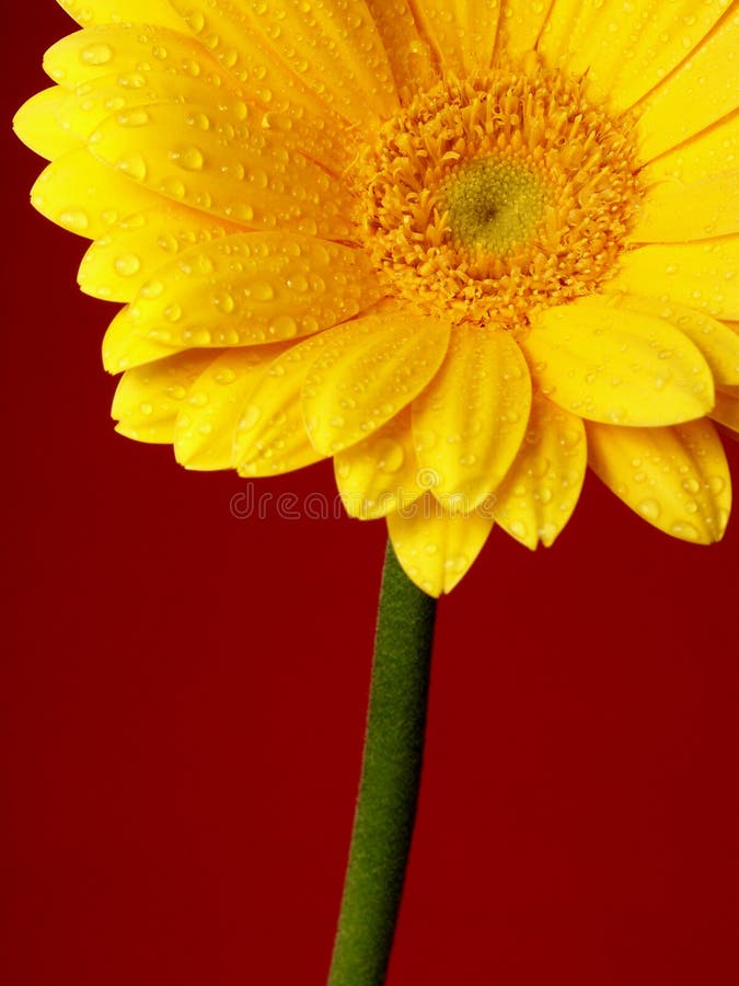 Yellow Gerber stock photo. Image of droplets, water, yellow - 8968