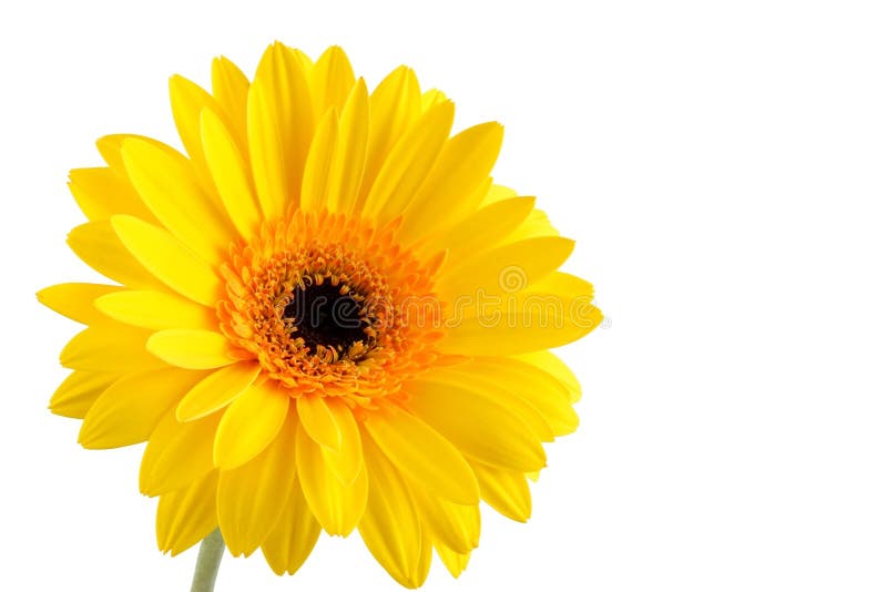 Yellow gerber stock photo. Image of seasonal, macro, bulb - 2262498