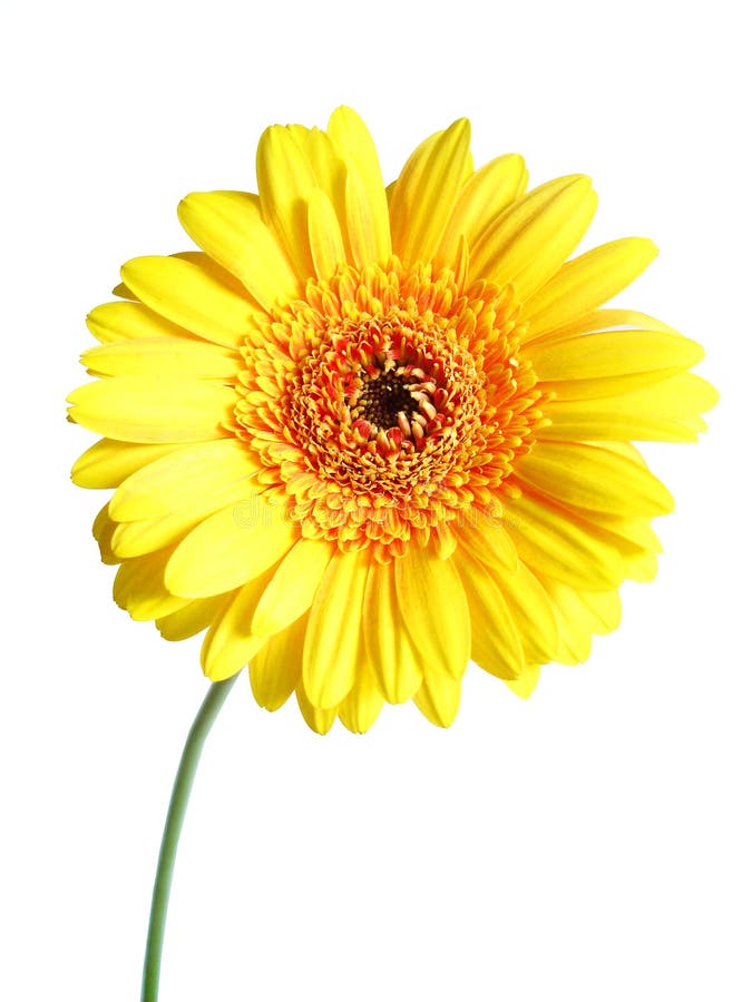 Yellow gerber stock image. Image of nice, pretty, beautiful - 75585811