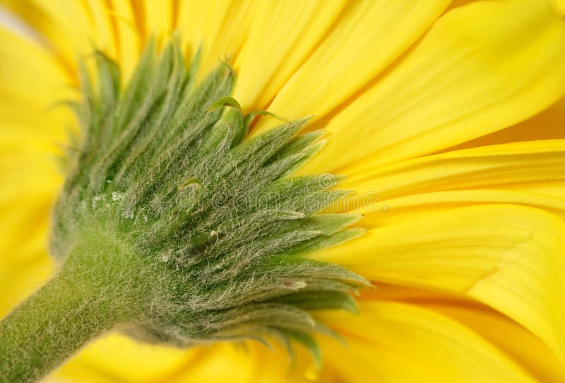 Yellow gerber stock image. Image of leaf, blossom, green - 4583325