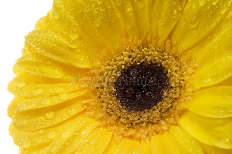 Yellow gerber. stock photo. Image of blossom, botanical - 4738124