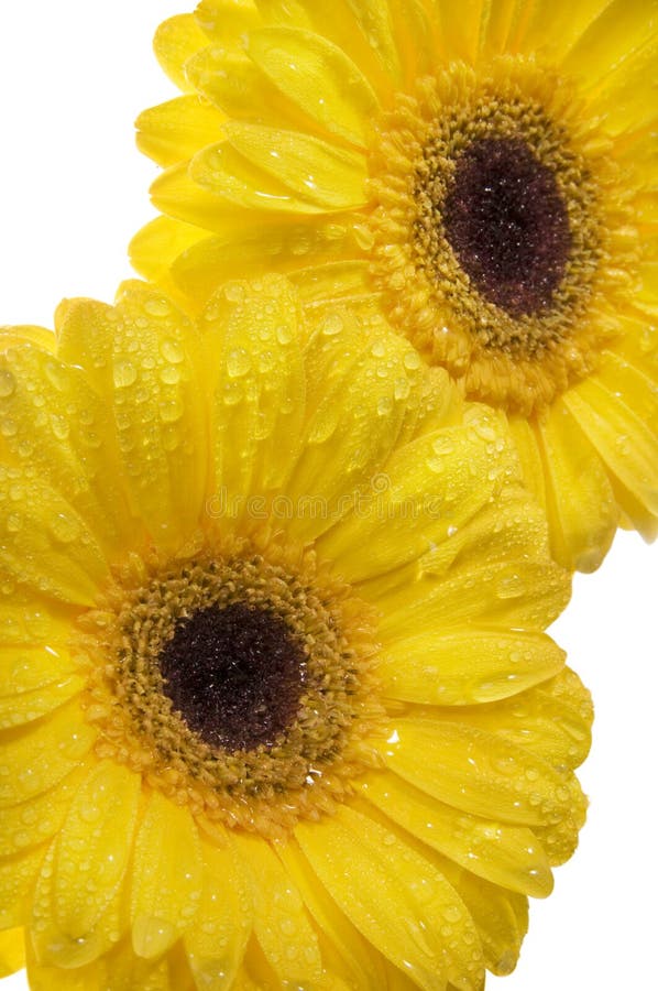 Yellow Gerber. Picture Image: 5246865