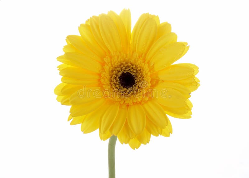 Yellow gerber stock photo. Image of waterdrops, colorful - 76148314