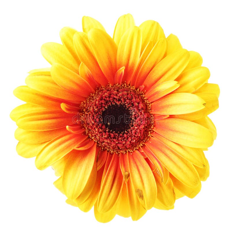 Yellow gerber stock image. Image of gerber, beauty, abloom - 8819193