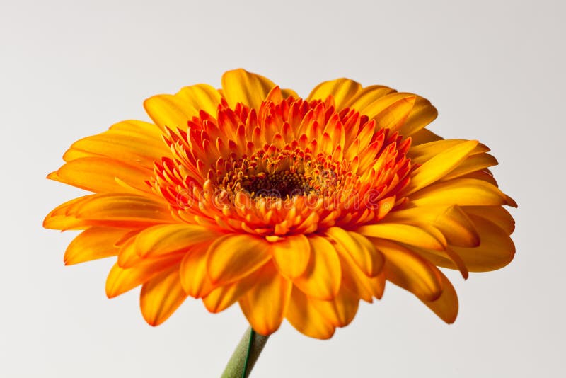 Yellow Gerber Daisy stock image. Image of single, water - 28003637